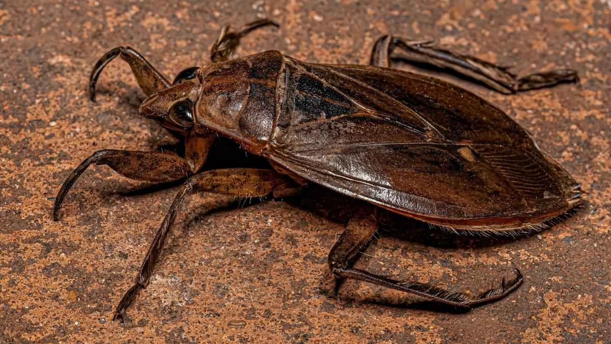 Alarma en Europa por la plaga de insectos gigantes con picaduras ...